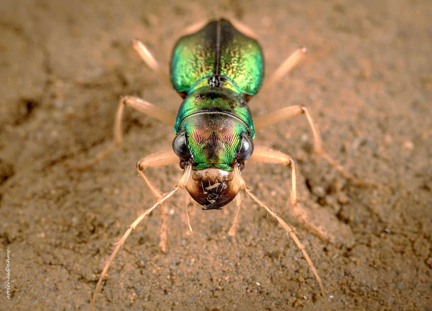 Η σημασία της μελέτης των εντόμων για τη βιοποικιλότητα | Citymagthess.gr